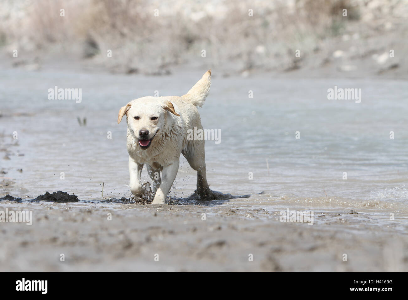 Yellow labrador adult standing hi-res stock photography and images - Alamy
