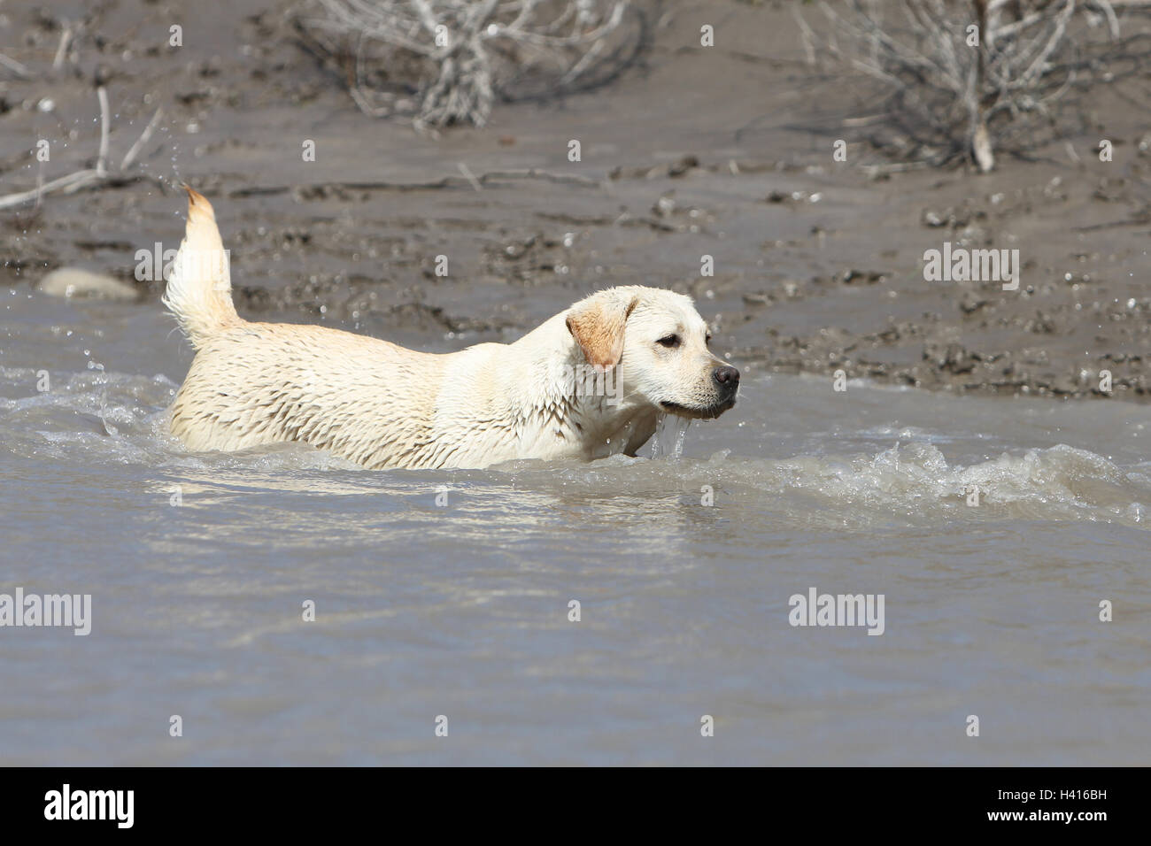 Dog Labrador Retriever adult (yellow)standing in the river Stock Photo ...
