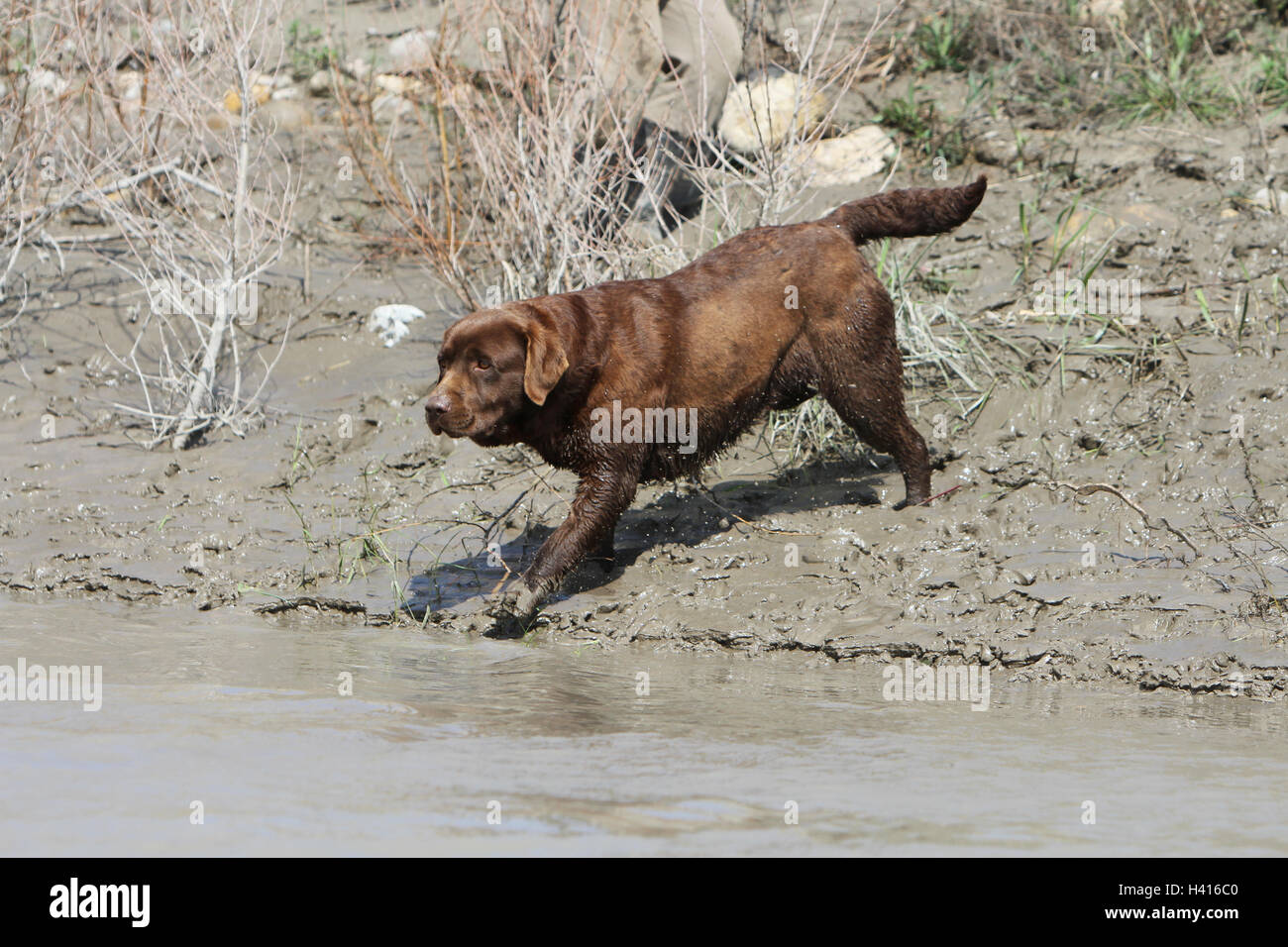Dog Labrador Retriever chocolate adult Stock Photo - Alamy