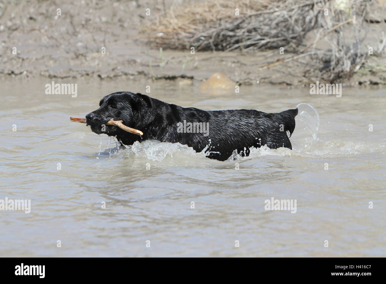 Black lab retrieving dummy hi-res stock photography and images - Alamy