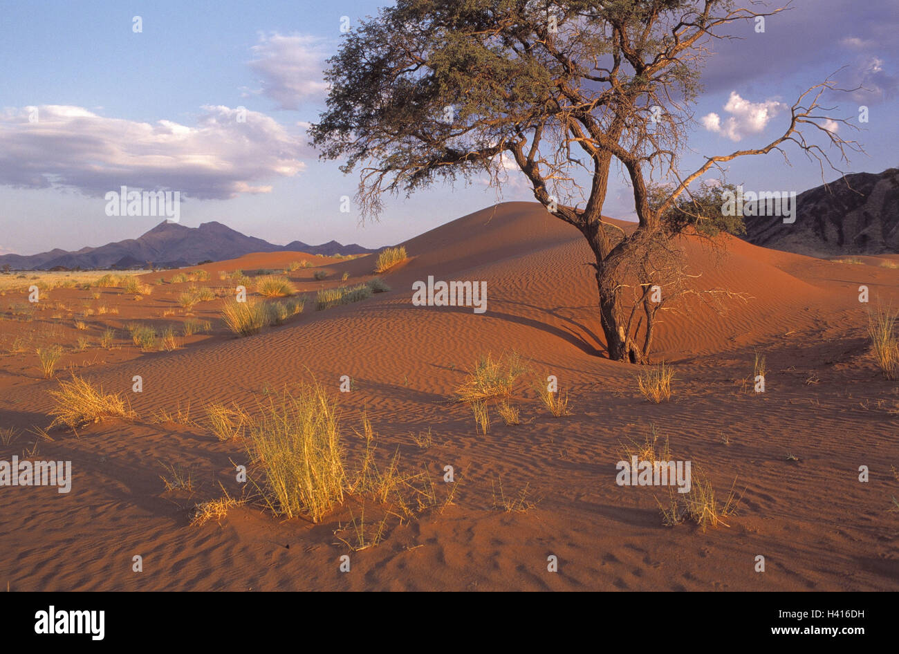 Namibia, Namib Naukluft national park, scenery, vegetation, Africa ...