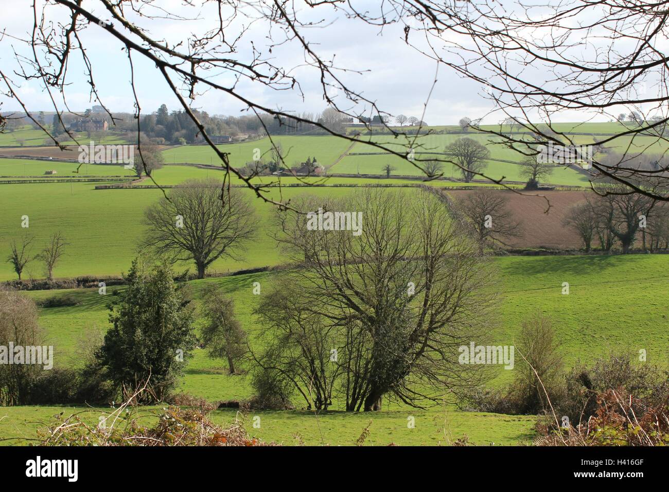 Rolling green country fields. Trees and fields Stock Photo - Alamy
