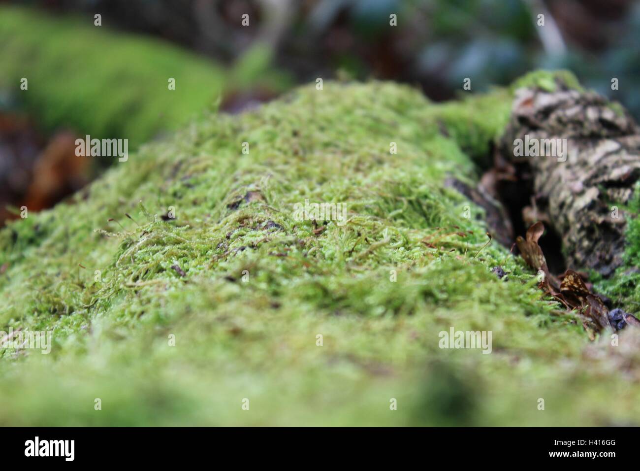 Moss on a woodland log Stock Photo - Alamy
