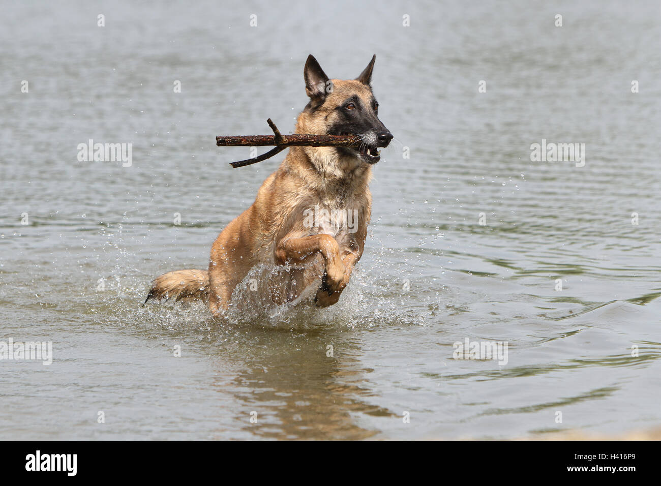 Dog Belgian shepherd Malinois adult retrieving a stick with a stick in ...