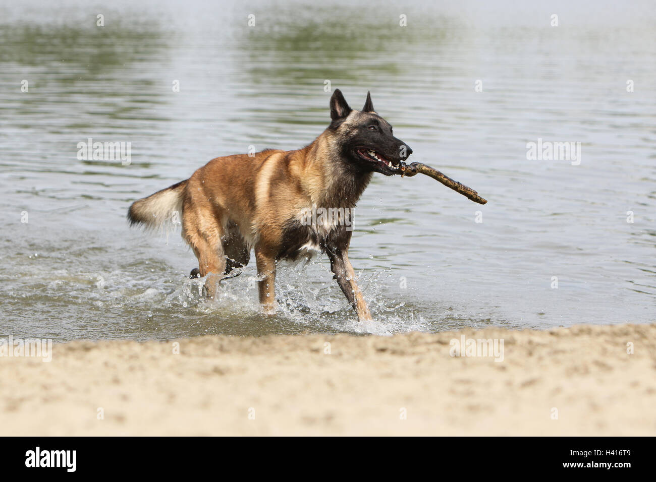 Dog Belgian shepherd Malinois adult retrieving a stick with a stick in ...