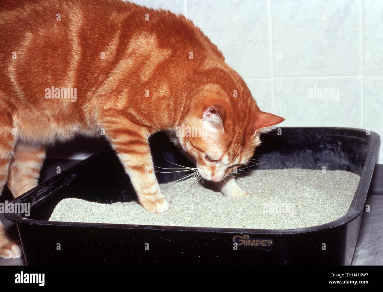Cat's toilet, cat, sniff, animal, animals, mammal, mammals, pet, pets ...