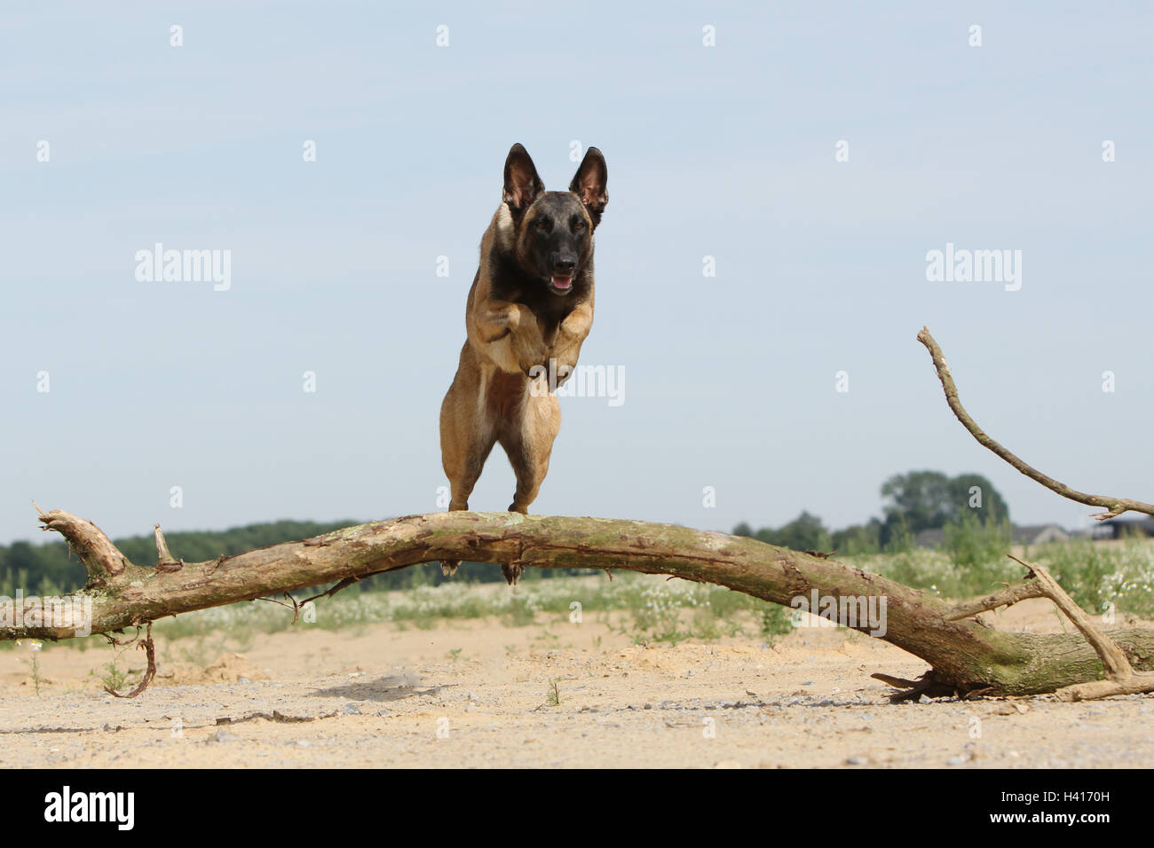 Dog Belgian shepherd Malinois adult jumping over a tree trunk blue sky ...