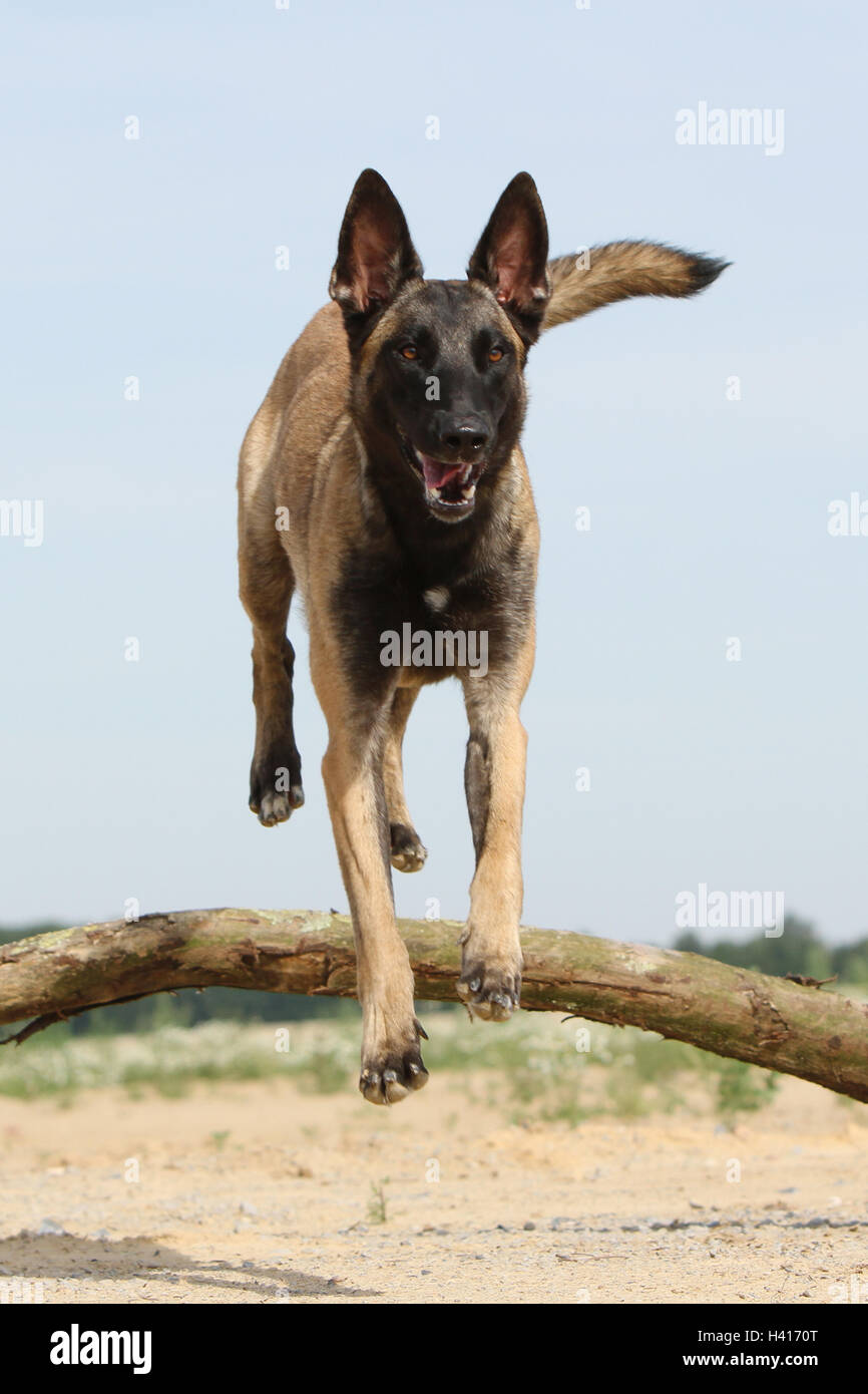 Belgian Malinois Shepherd Dog Jumping High Resolution Stock Photography ...