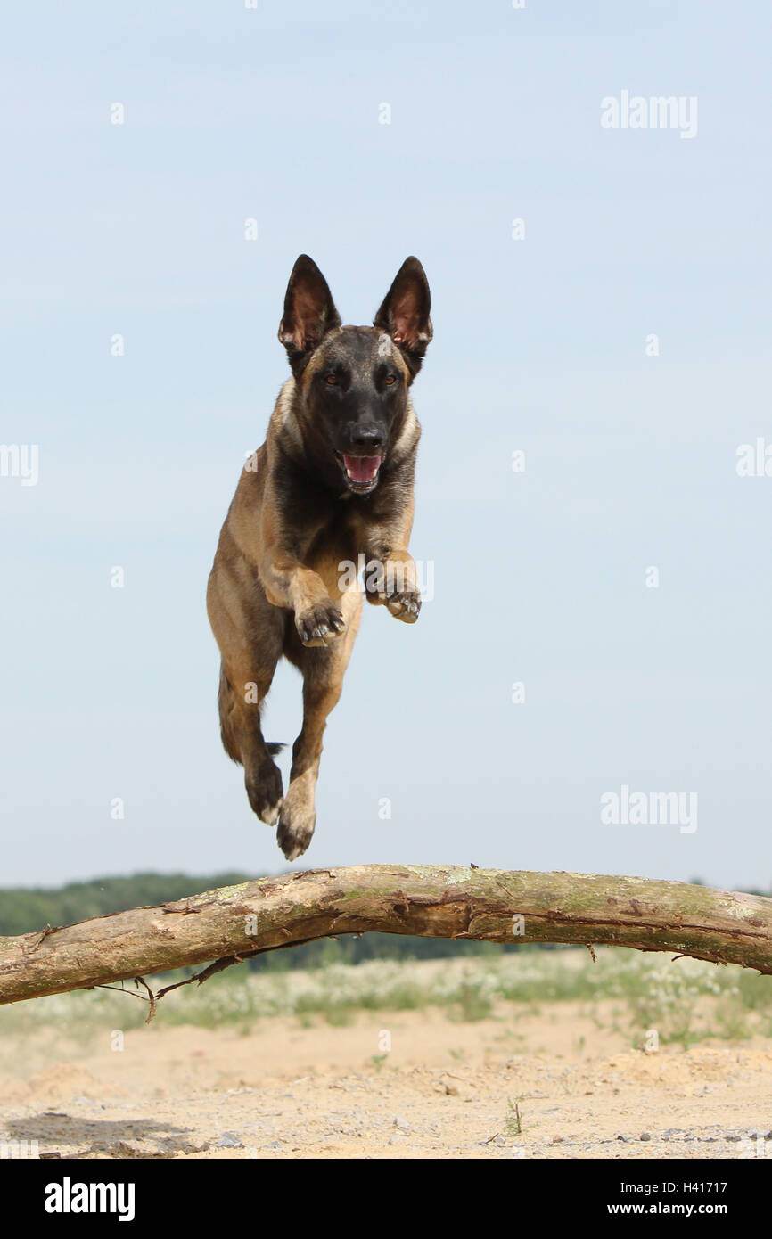 Dog Belgian shepherd Malinois adult jumping over a tree trunk blue sky ...