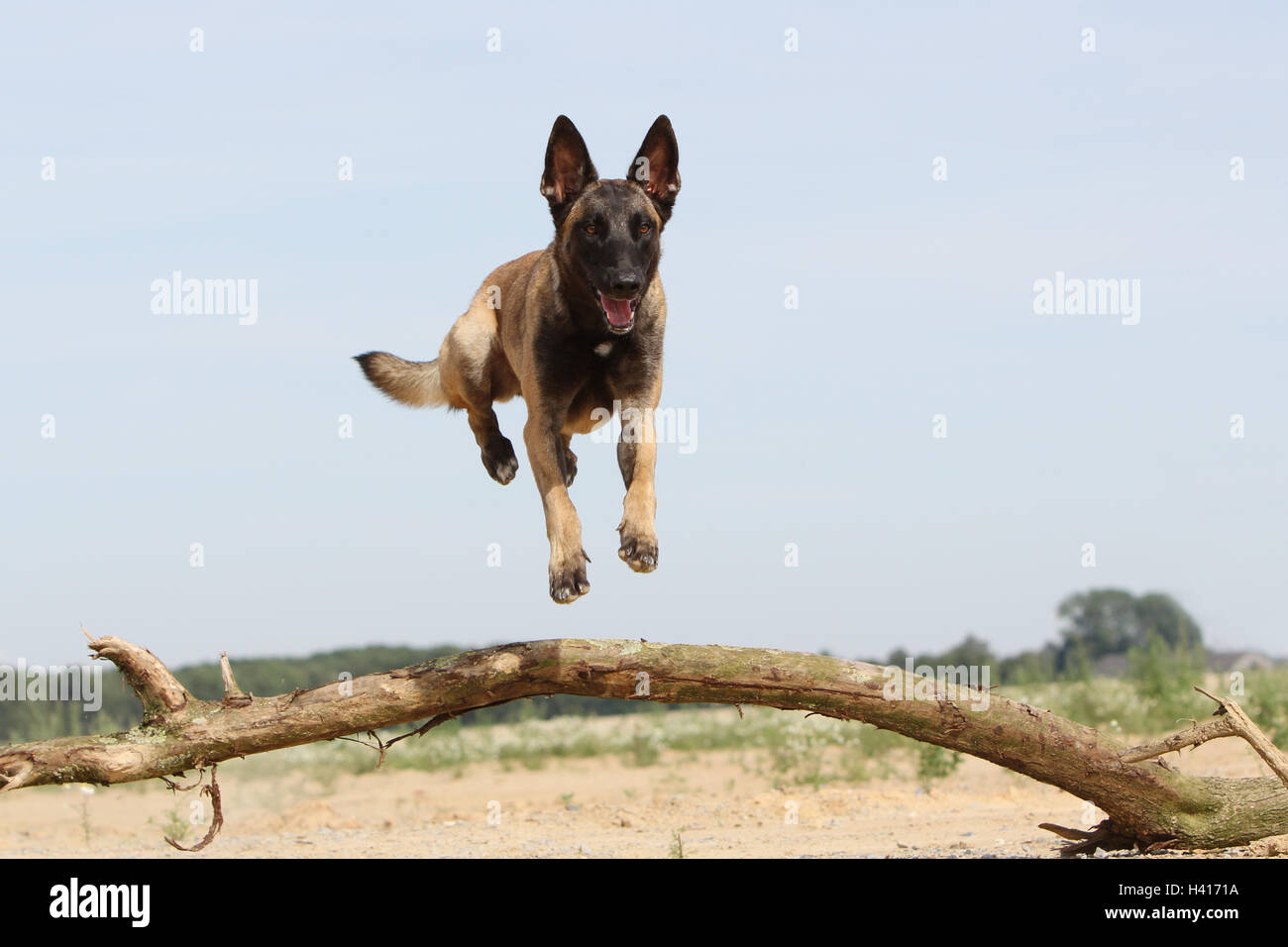 Dog Belgian shepherd Malinois adult jumping over a tree trunk blue sky ...