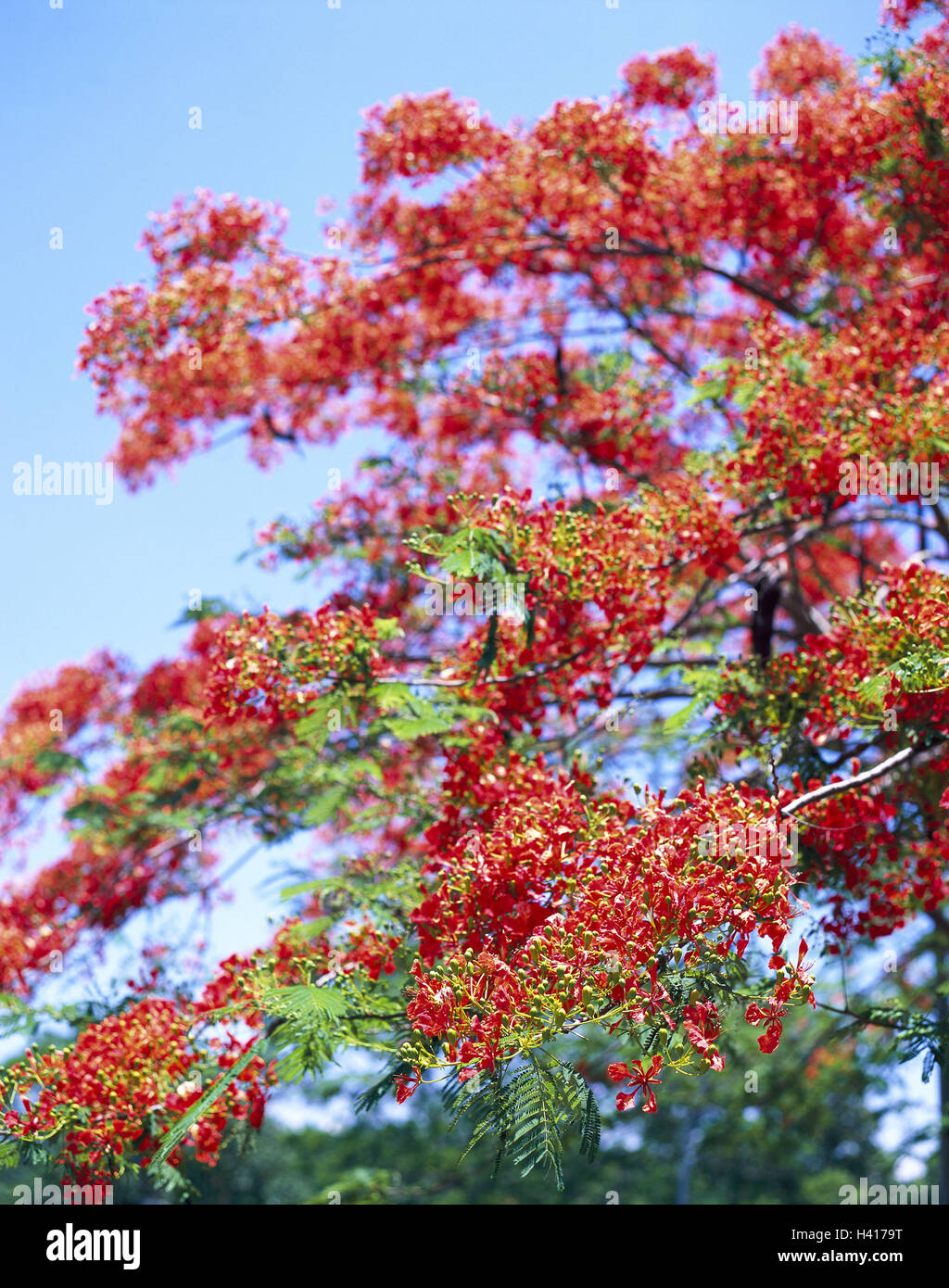 Brazil, Parana, Fos you Iguacu, flame tree, Delonix regia, detail ...