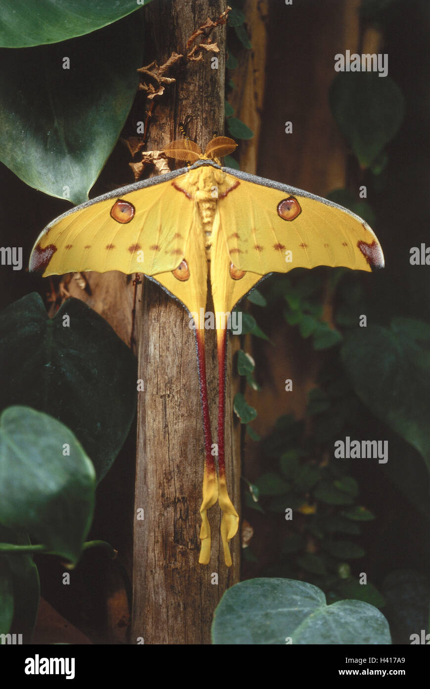 Comet butterfly hi-res stock photography and images - Alamy