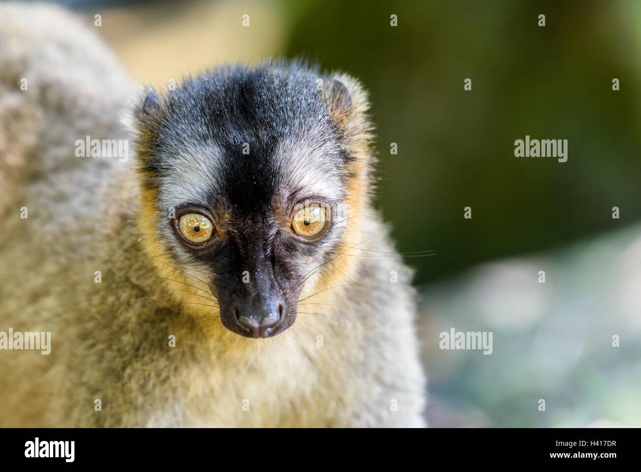 Lemur Portrait On Madagascar Island Stock Photo - Alamy