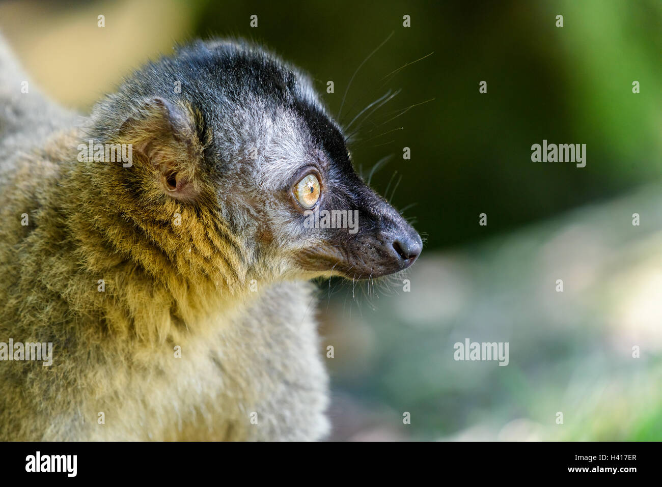 Lemur Portrait On Madagascar Island Stock Photo - Alamy
