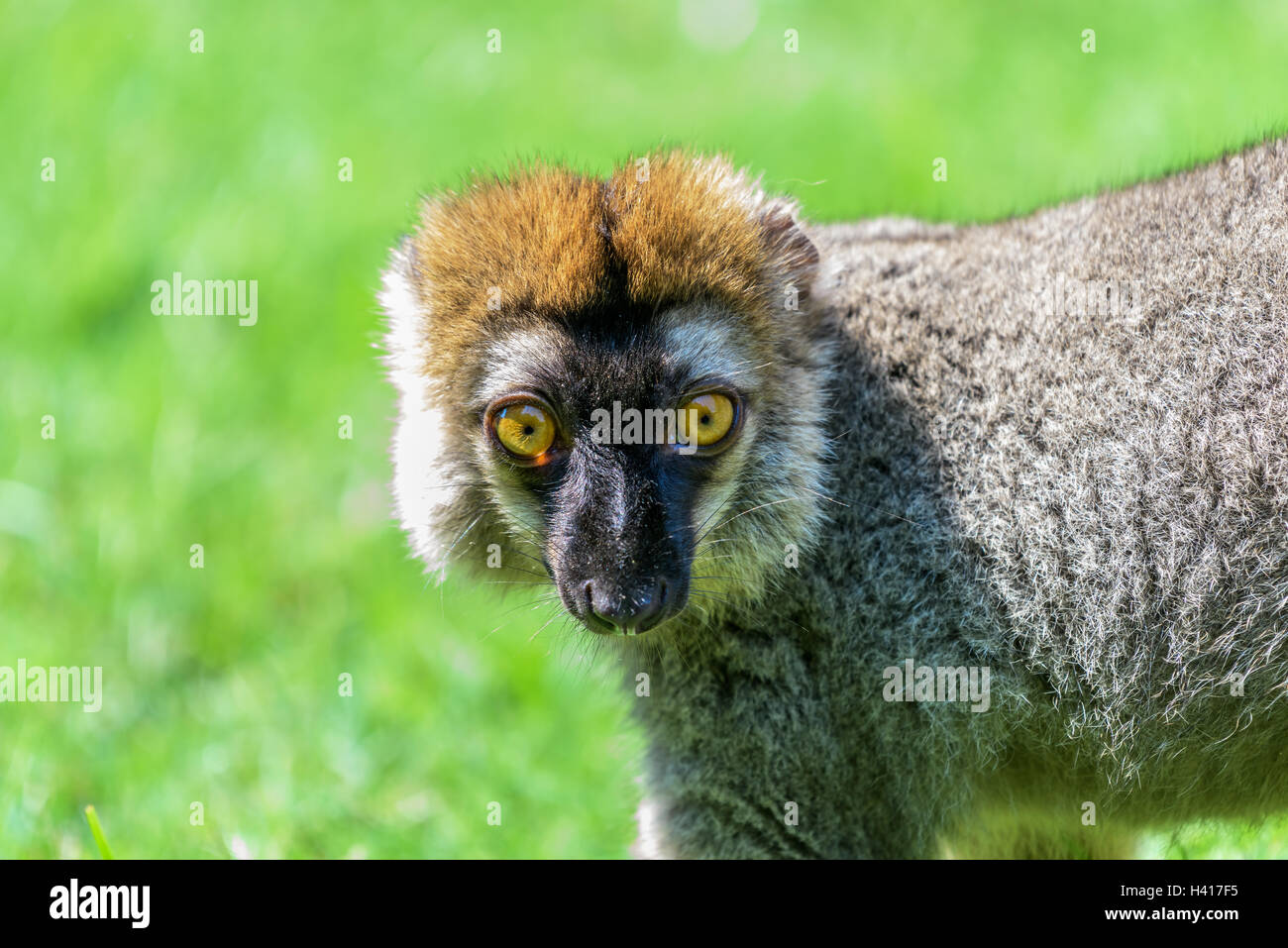Lemur Portrait On Madagascar Island Stock Photo - Alamy