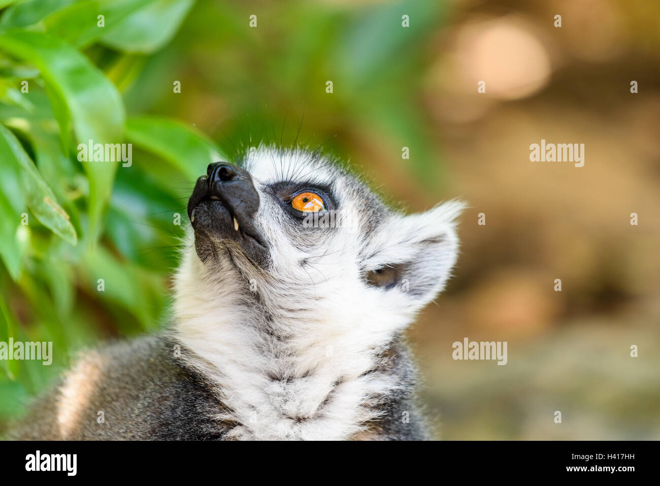 Lemur Portrait On Madagascar Island Stock Photo - Alamy