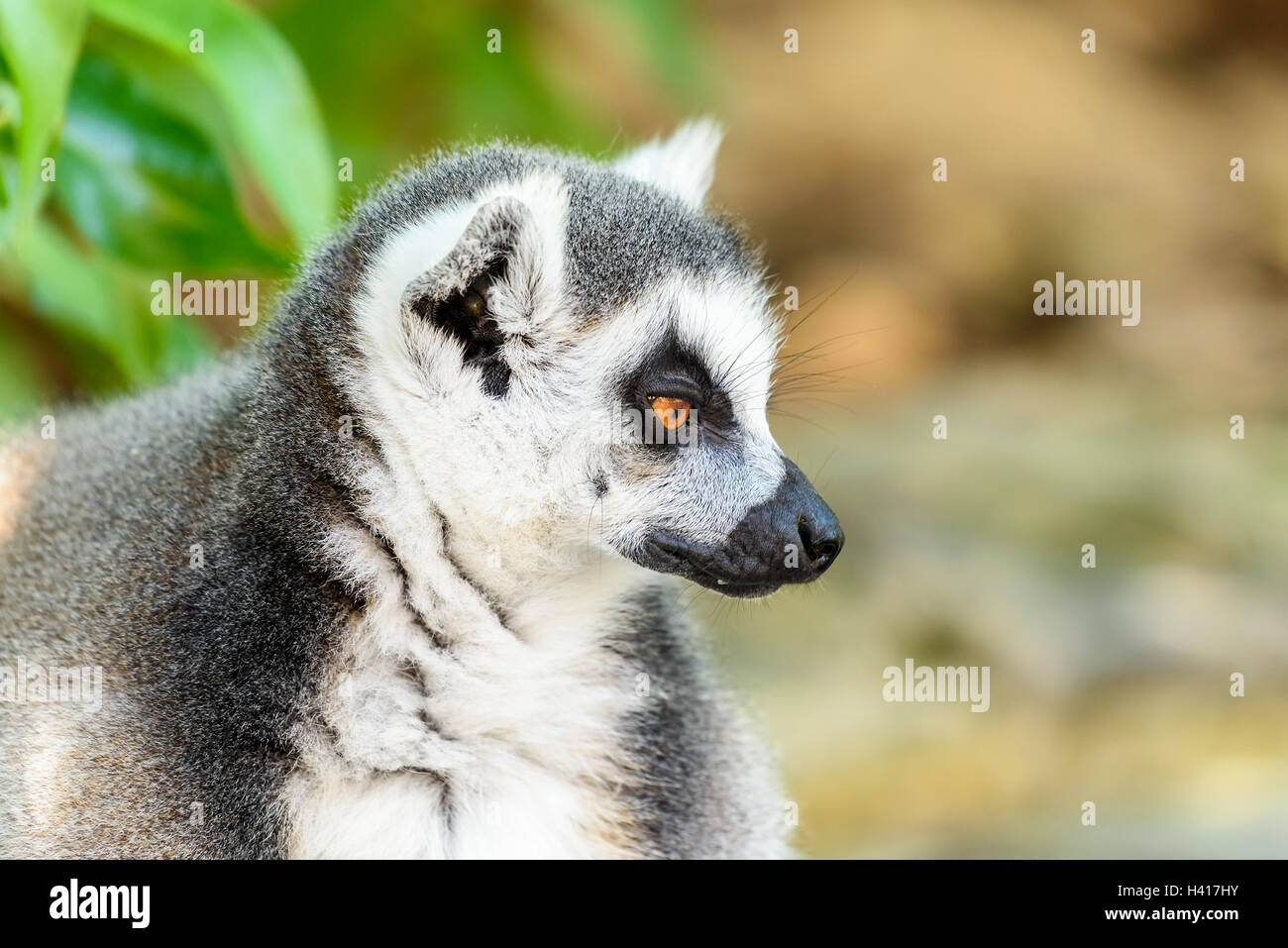 Lemur Portrait On Madagascar Island Stock Photo - Alamy