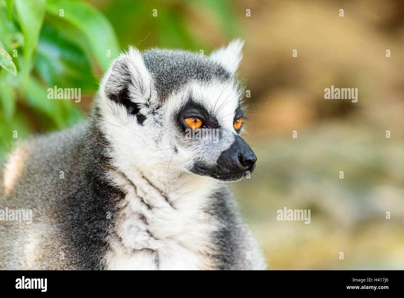 Lemur Portrait On Madagascar Island Stock Photo - Alamy