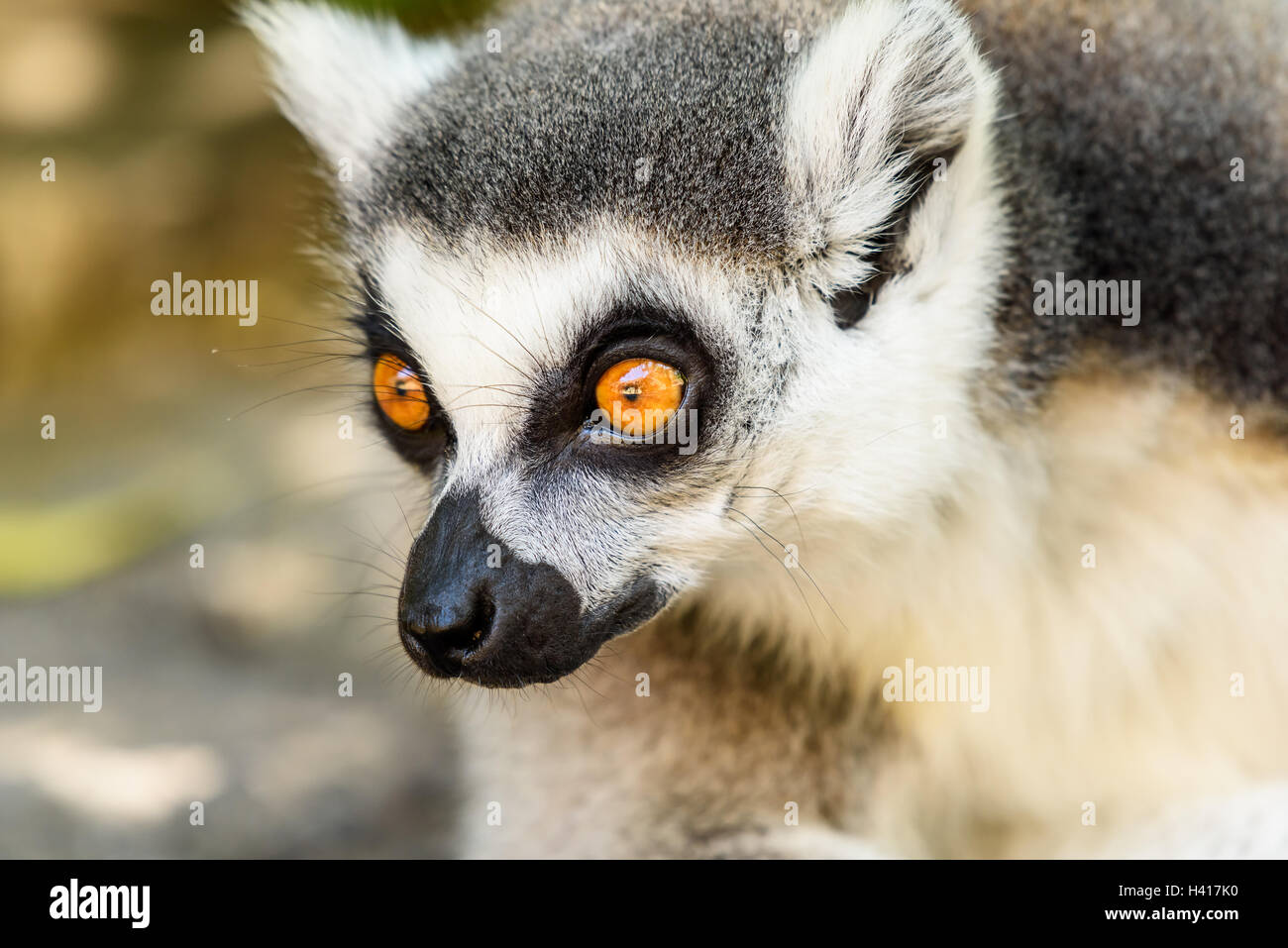 Lemur Portrait On Madagascar Island Stock Photo - Alamy