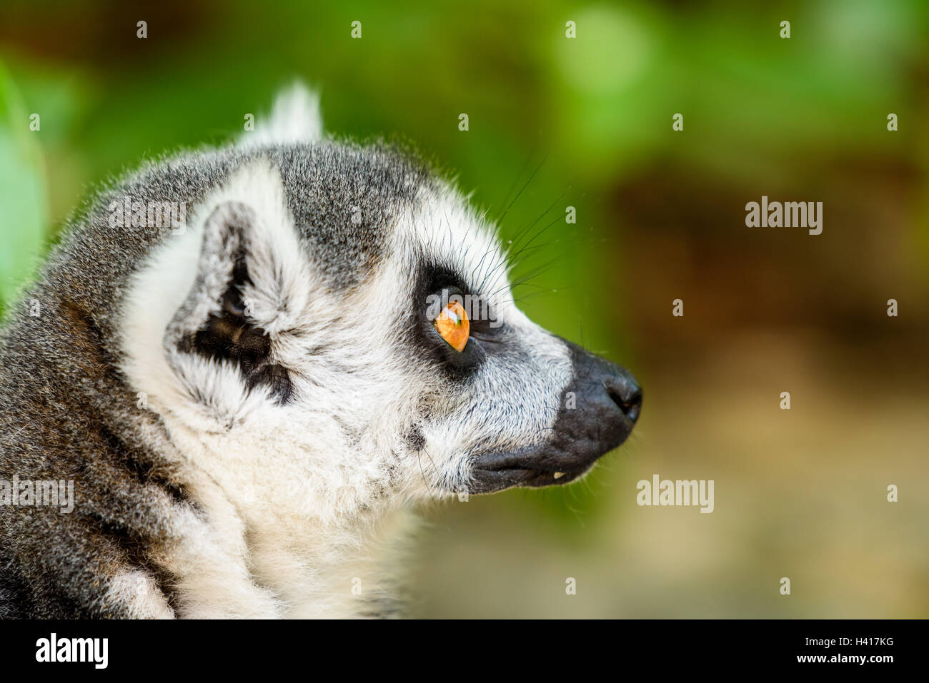 Lemur Portrait On Madagascar Island Stock Photo - Alamy