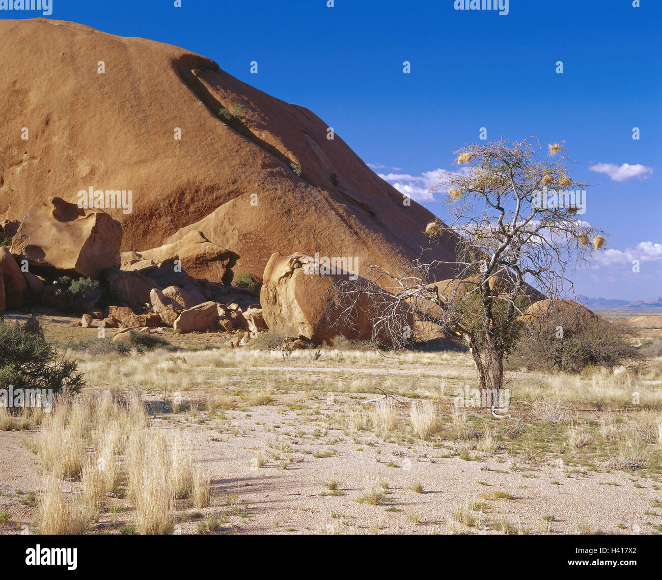 Namibia, Erongo mountains, Spitzkoppe, 1728 m, vegetation, South-West ...