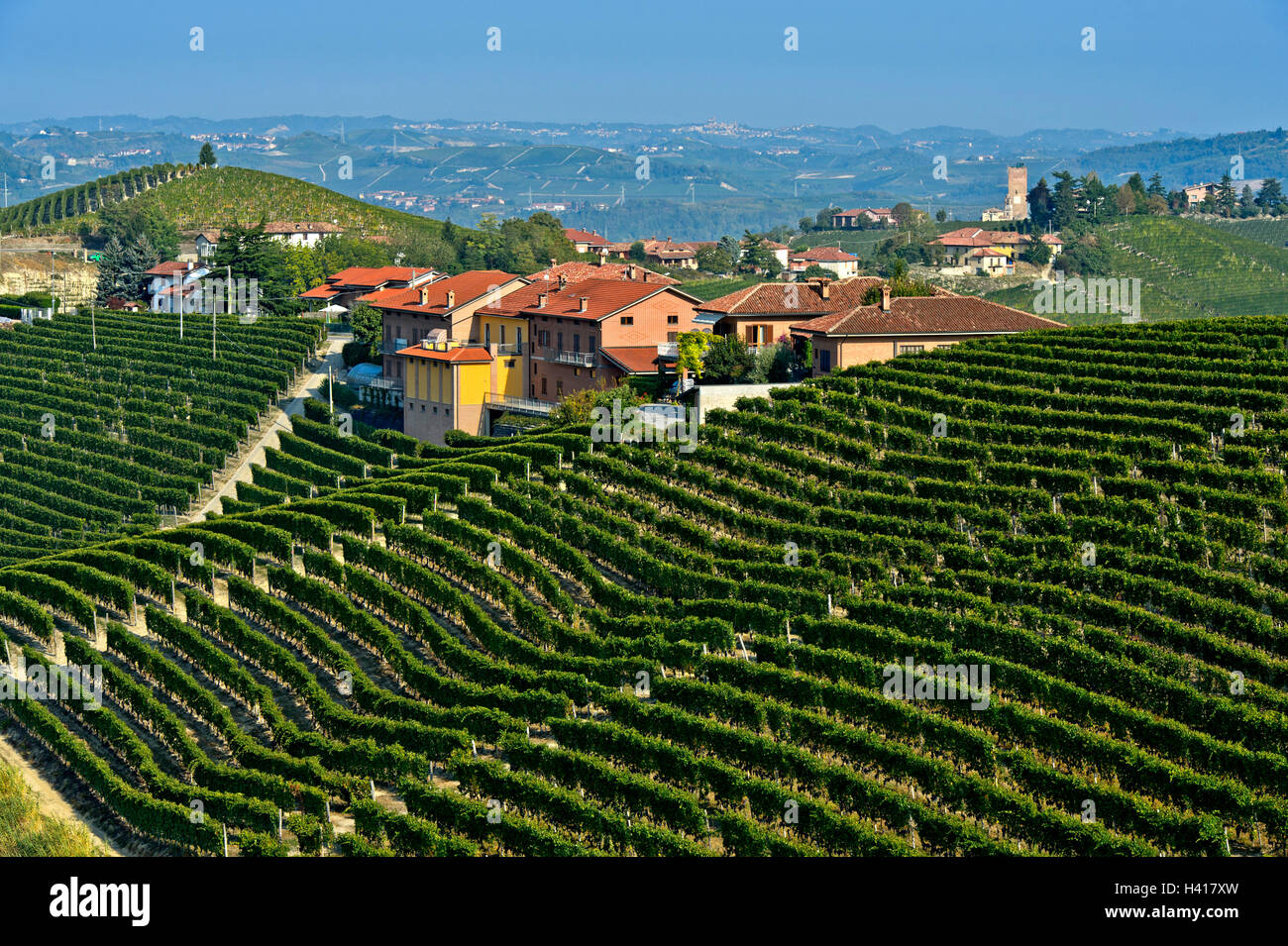 Vineyards of Nebbiolo grapes for Barbaresco red wine, Treiso-Marcarini ...