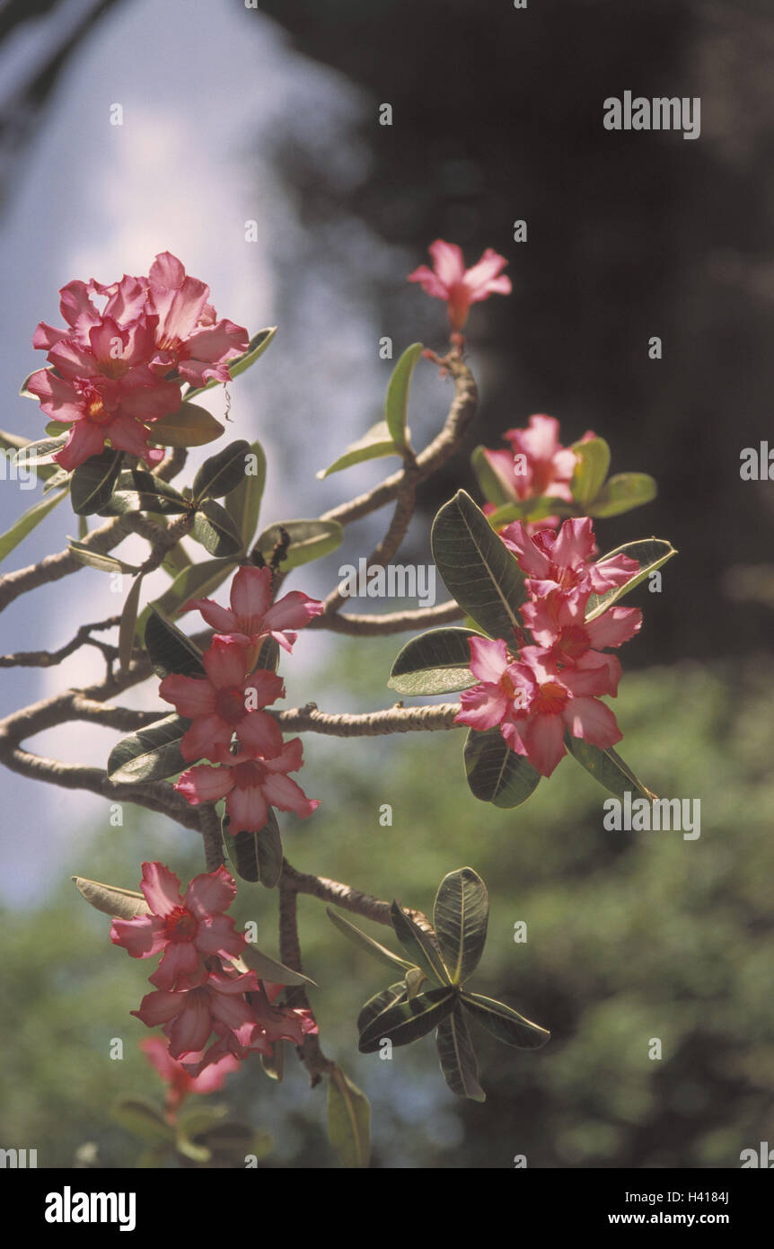Flask tree hi-res stock photography and images - Alamy