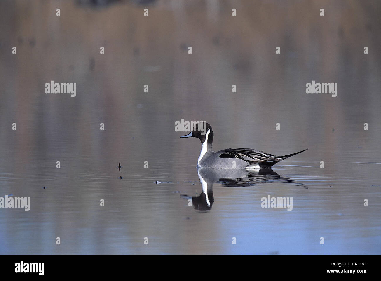 Lake, spit duck, Anas acuta, animals, wild animals, water birds, water ...