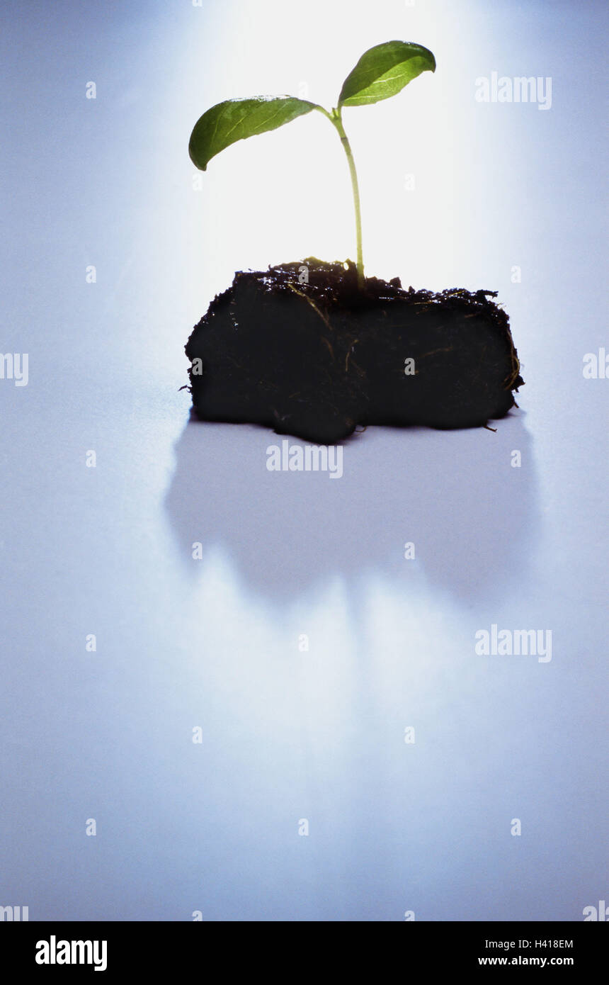Ground, Keimling, growth, Ti7, plant, young, shoot, instinct, embryo ...