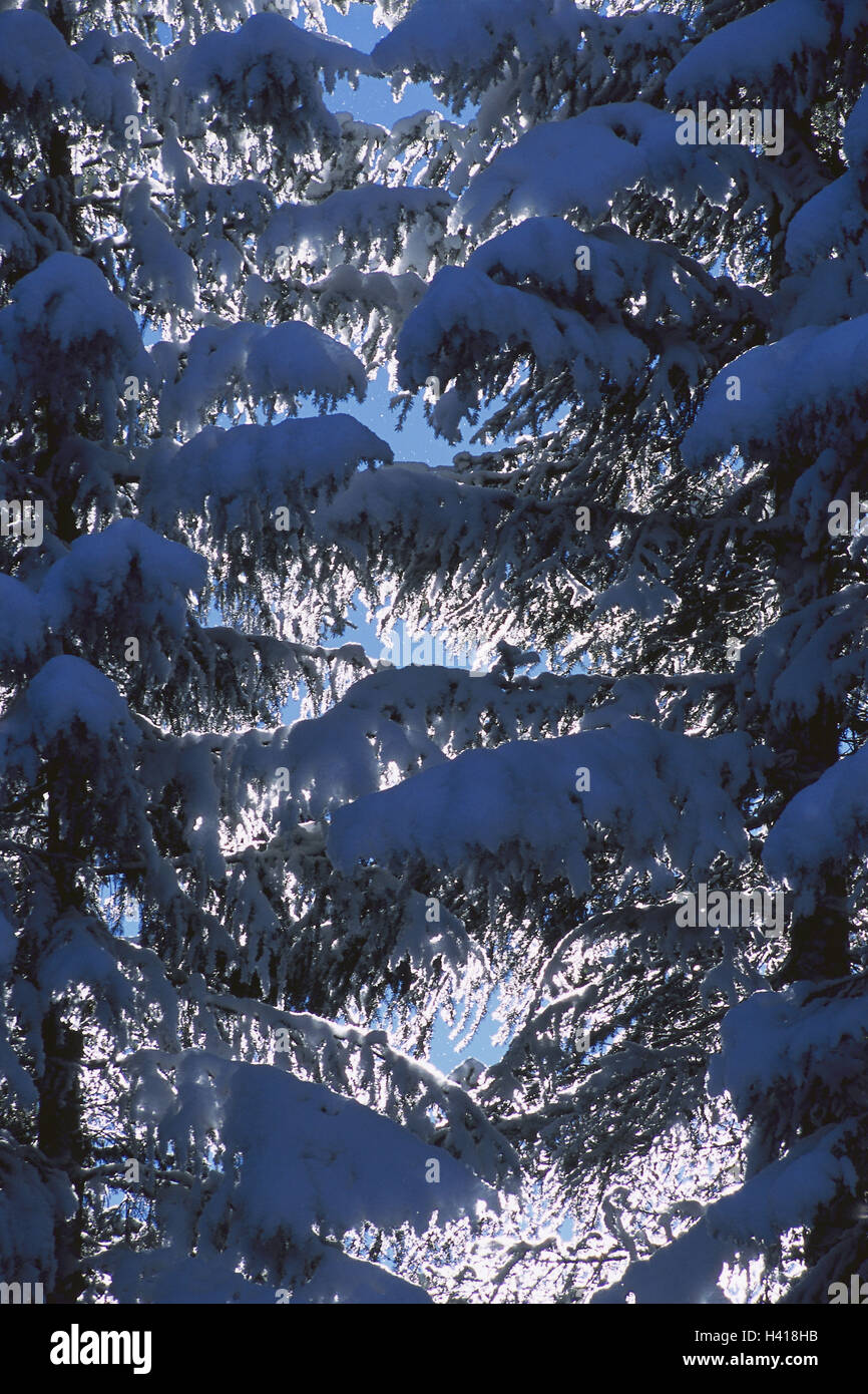 Snowbound conifers hi-res stock photography and images - Alamy