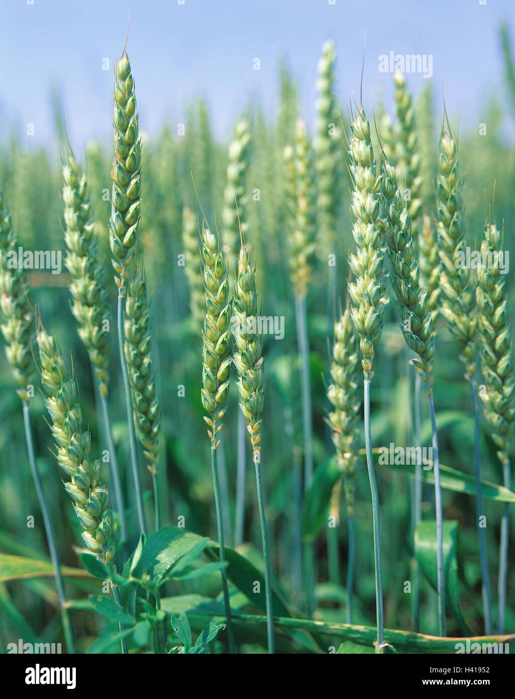 Field, wheat, wheat field, grain-field, Triticum, sweet grass, ears ...