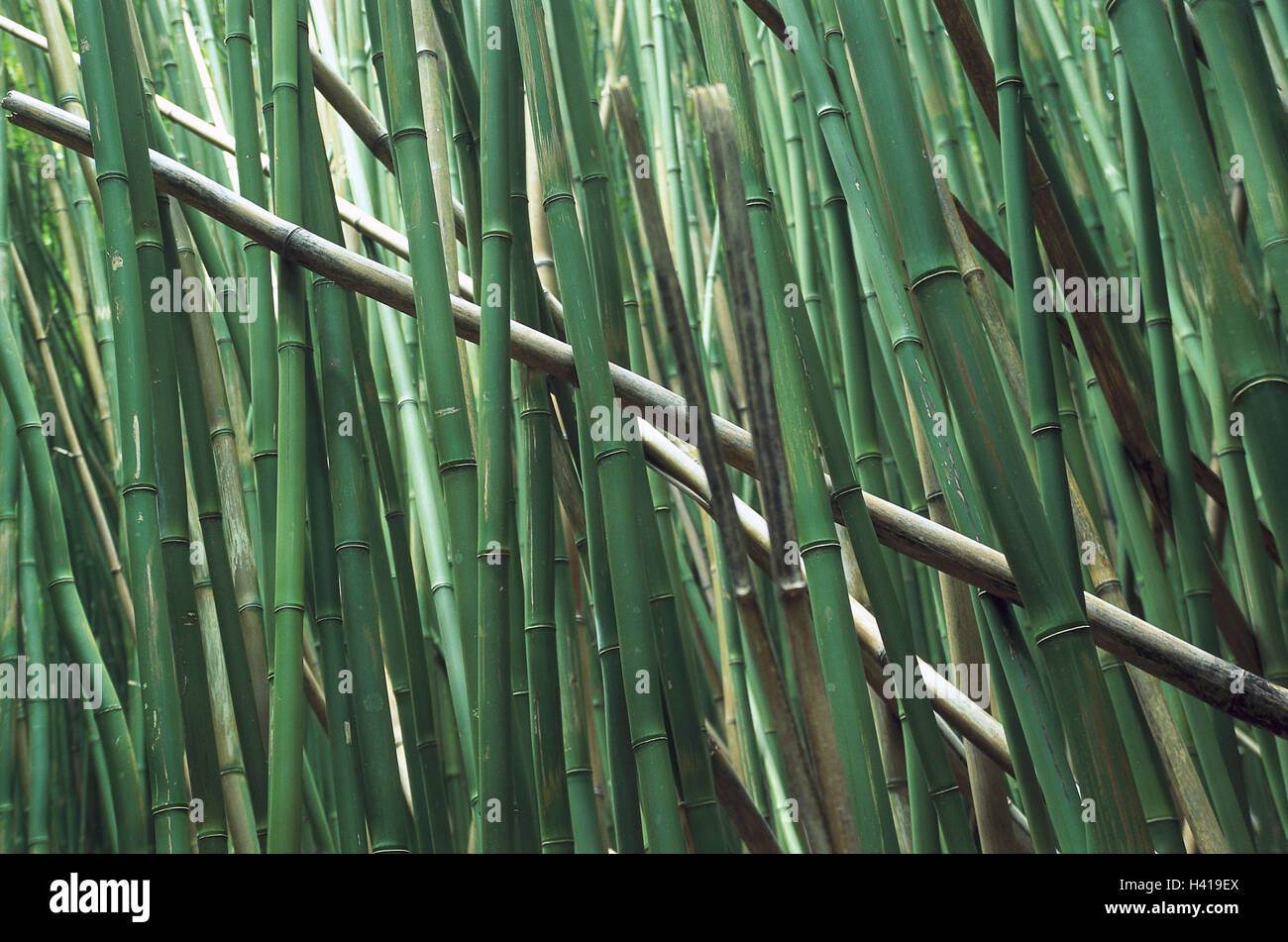 The USA, Hawaii, island Maui, bamboo wood, detail, the United States ...