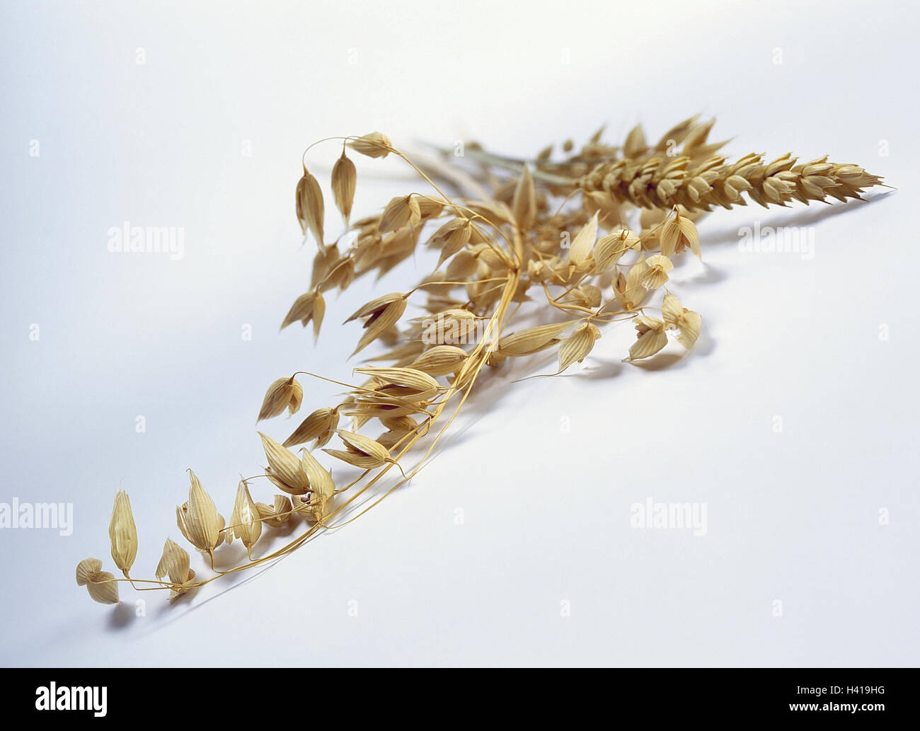 Grain, oat, ear studio, cut out, Still life, cereals, plant, cultivated ...