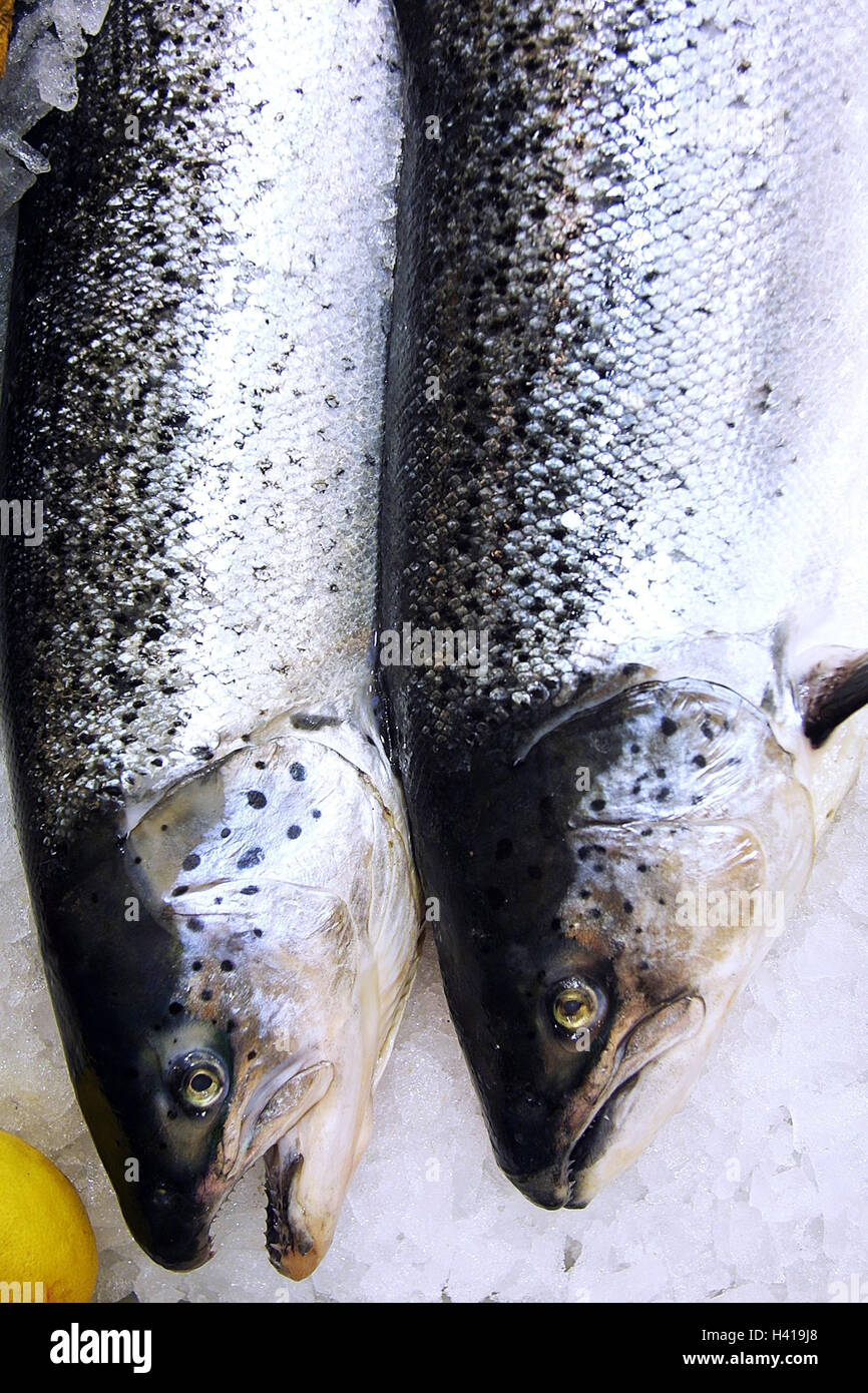 ice, salmon fish, Still life, ice cube, cool, chilly, counter, sales ...