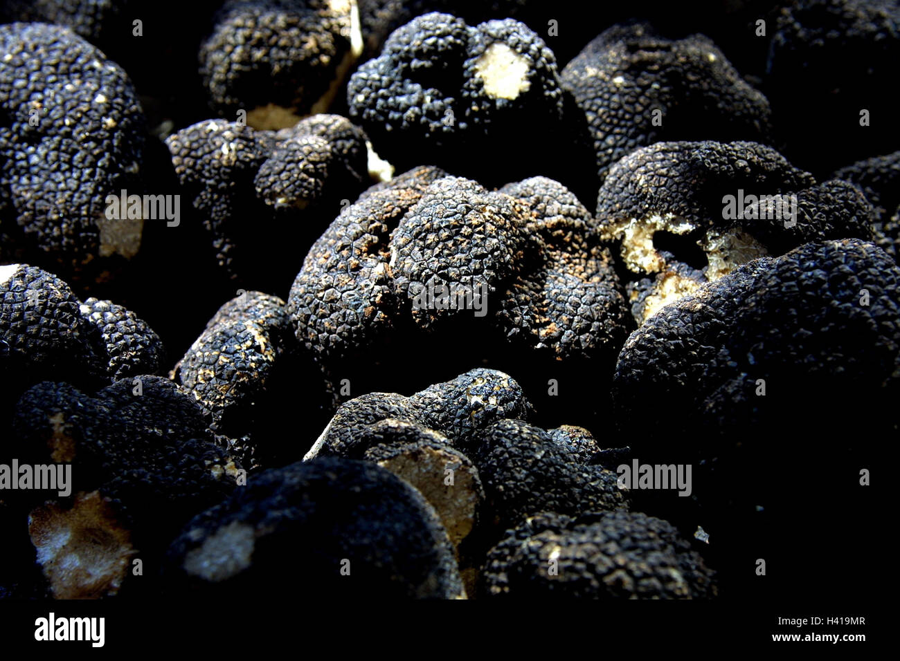 Perigord truffle, Tuber melanosporum, Still life, truffle, fungi ...