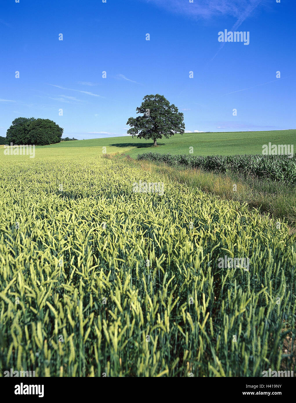 Scenery, fields, trees, outside, Germany, Bavaria, grain-field, grain ...
