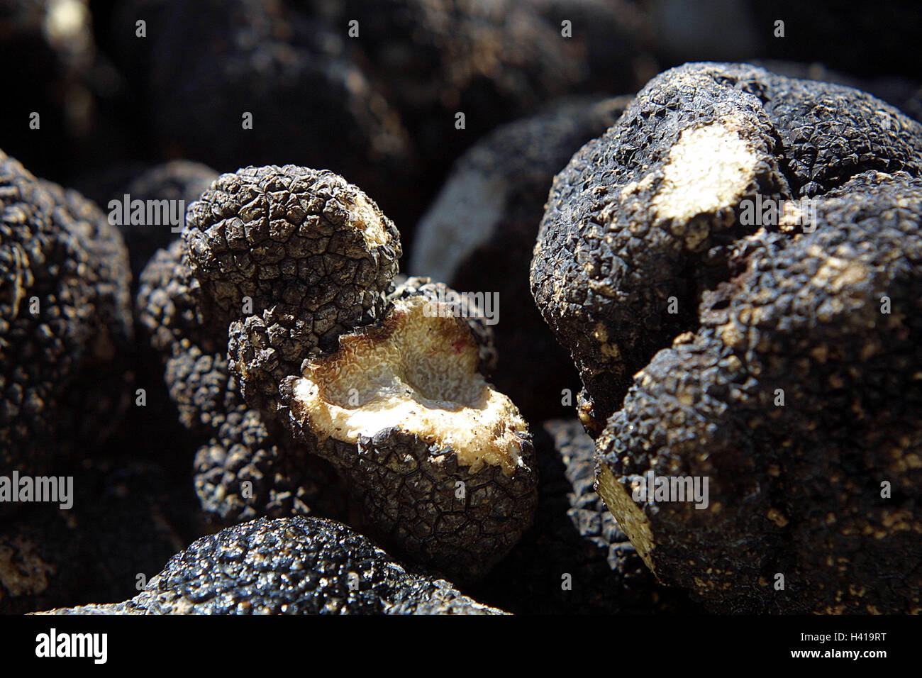 Perigord truffle, Tuber melanosporum, Still life, truffle, fungi ...