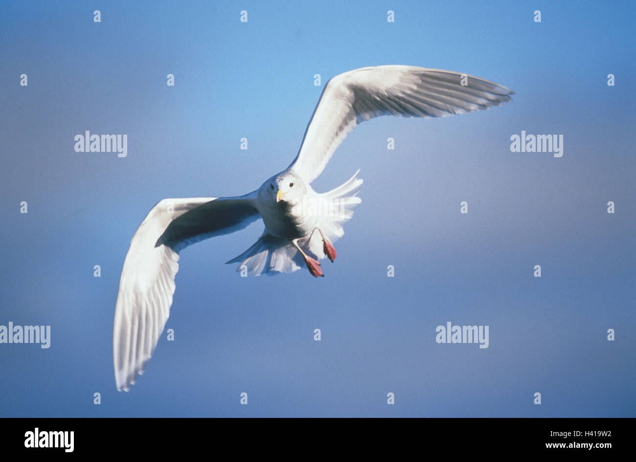 Polar gull, Larus glaucoides, flight, animal world, birds, bird, wild ...