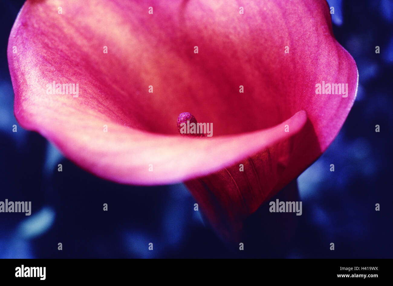 Zantedeschia hybrid hi-res stock photography and images - Alamy