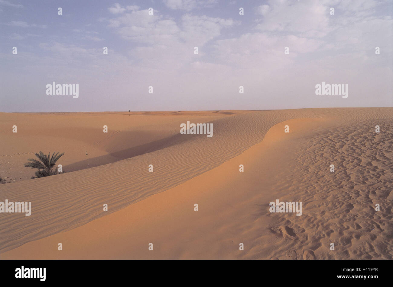 Wild scenery, oasis, palm, desert, Sand desert, dune scenery, Sand ...