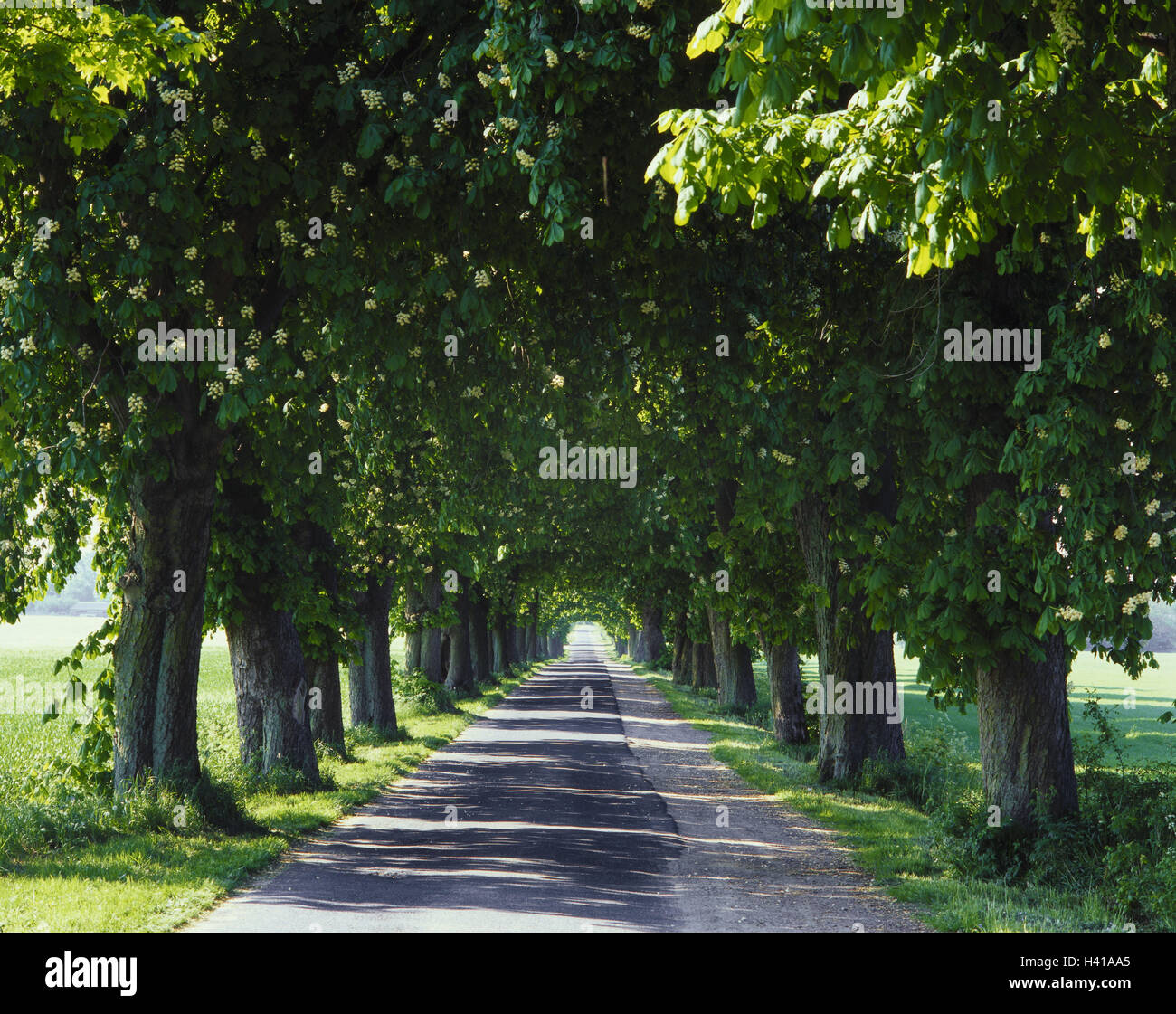 Germany, Mecklenburg-West Pomerania, avenue, chestnut trees, Europe ...