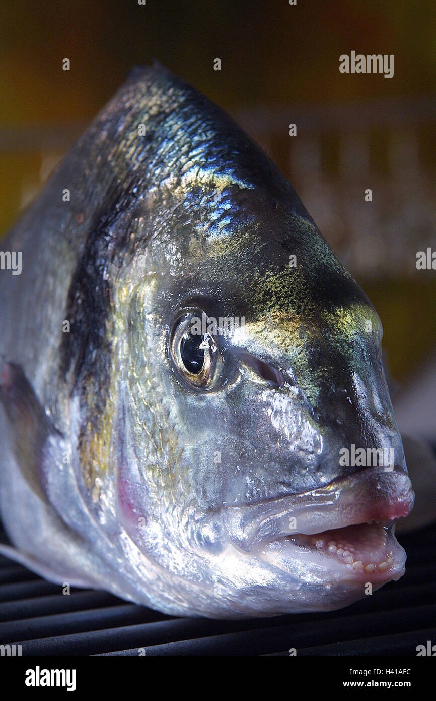 Fish, Dorade, close up, Still life, food, eat, raw, grating, rust, food ...