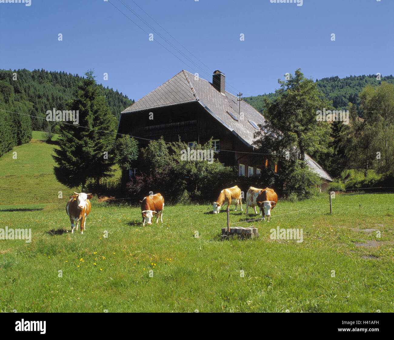 Germany, Black Forest, Belchen, farm, cows, Europe, South Germany ...