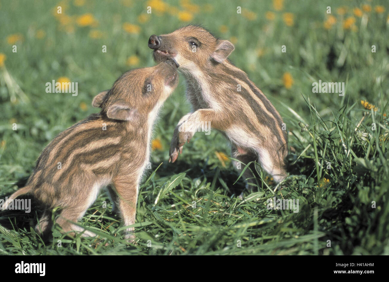 Central European wild boars, Sus scrofa scrofa, young animals, young ...