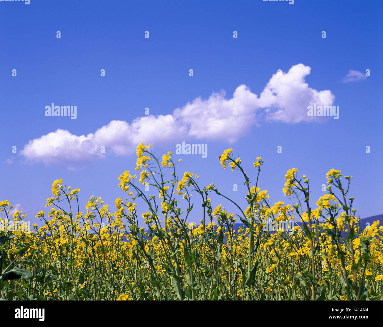 Rape field, blossom, meadow, field, cultivation, rape, rape cultivation ...