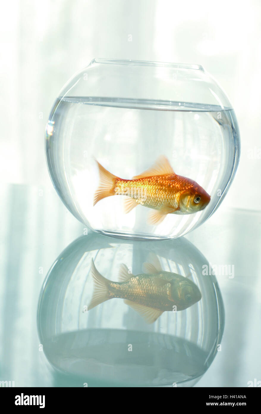 Goldfish, Carassius auratus auratus, goldfish glass Aquaristik ...