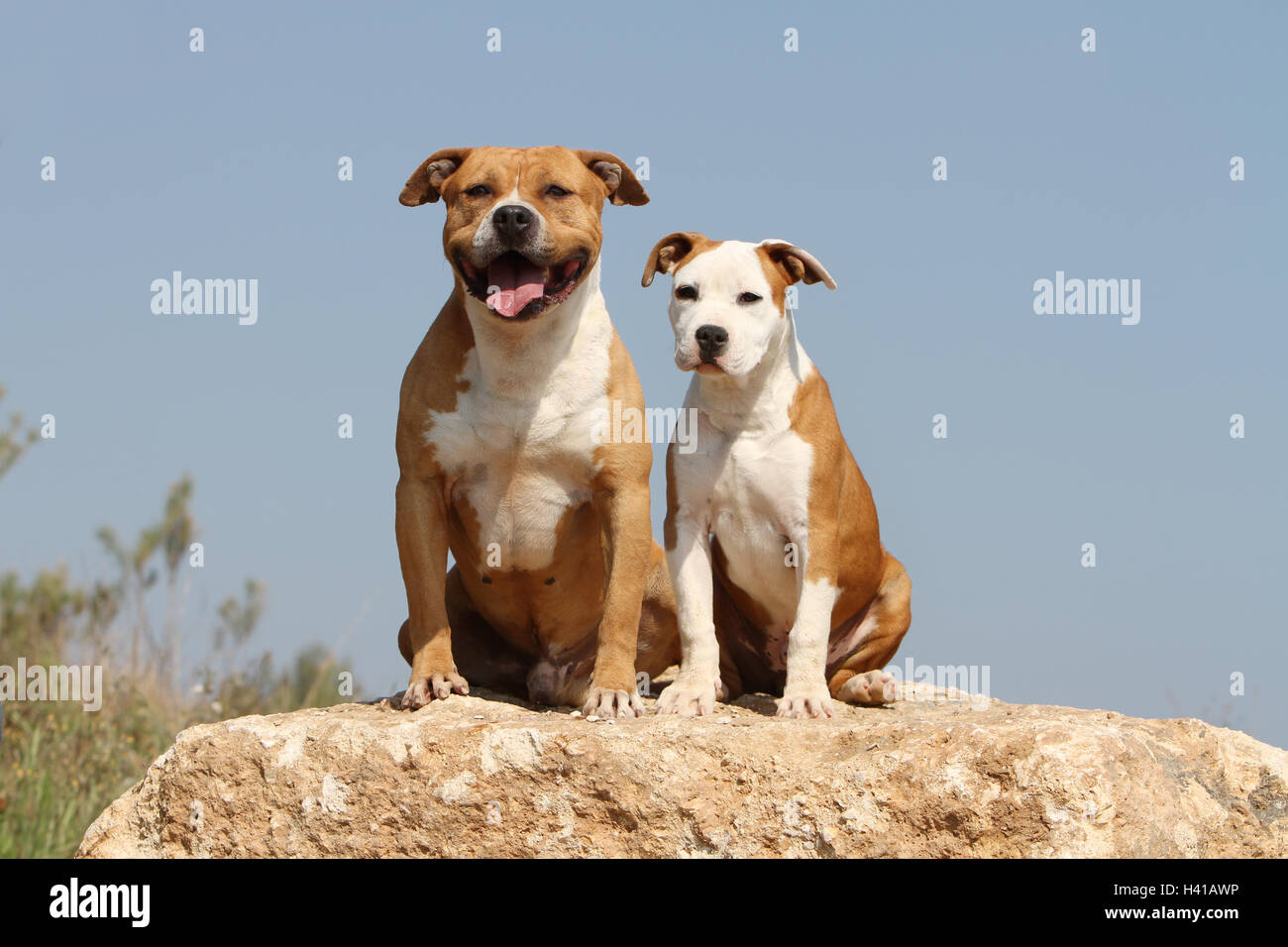 Dog American Staffordshire Terrier / Amstaff / adult-and-puppy standing ...