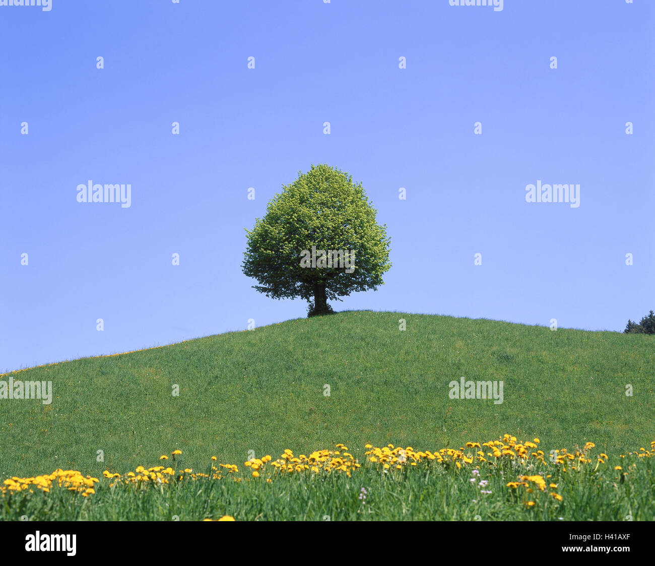 Spring meadow, hill, broad-leaved tree, hill scenery, meadow, spring ...