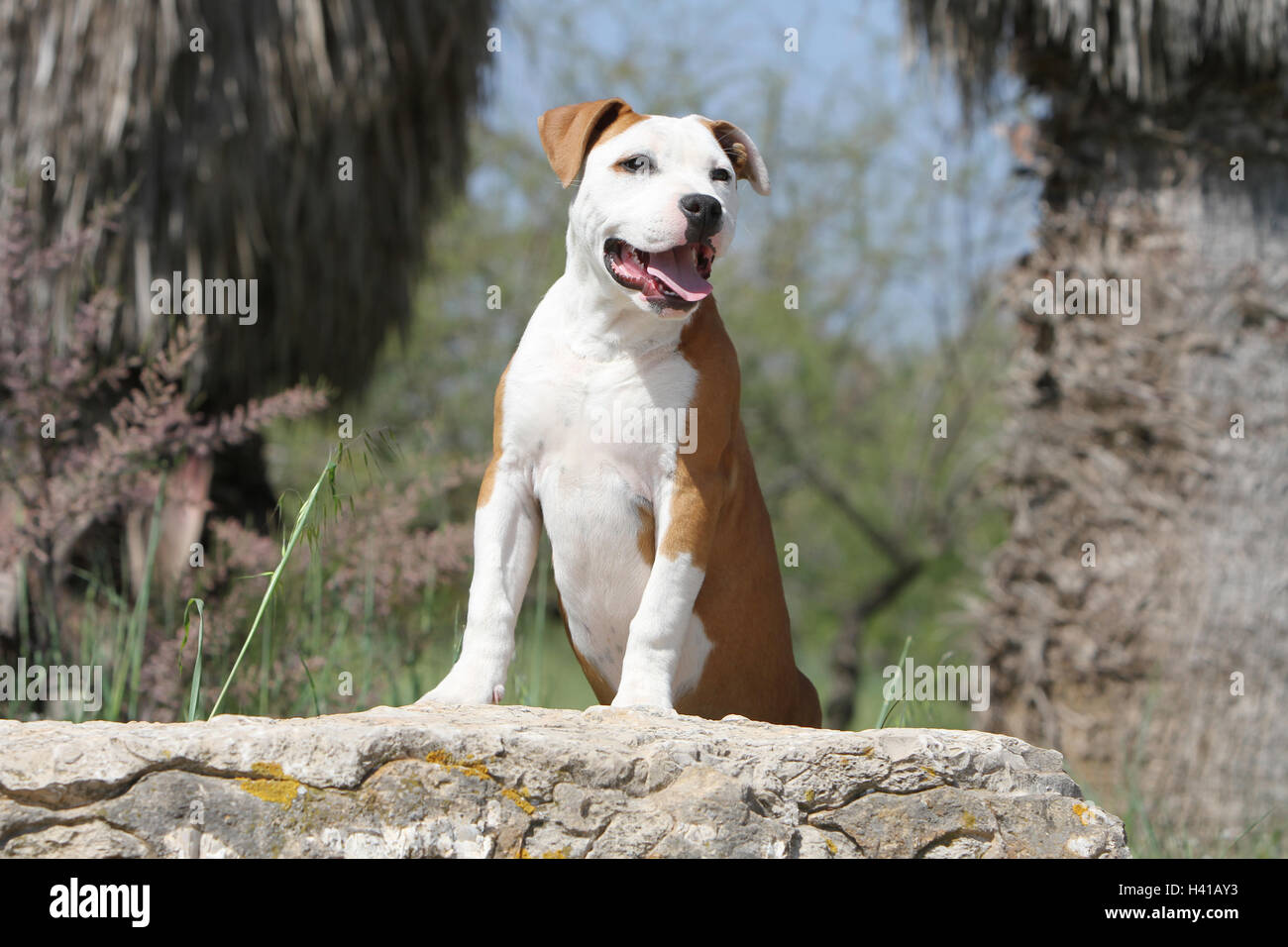 Dog American Staffordshire Terrier / Amstaff / adult standing on a rock ...