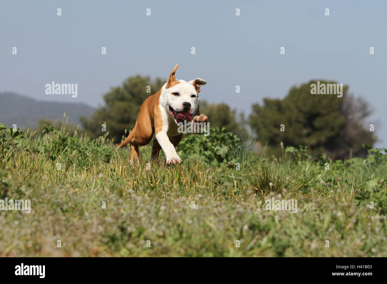 Dog American Staffordshire Terrier / Amstaff / adult running in a ...